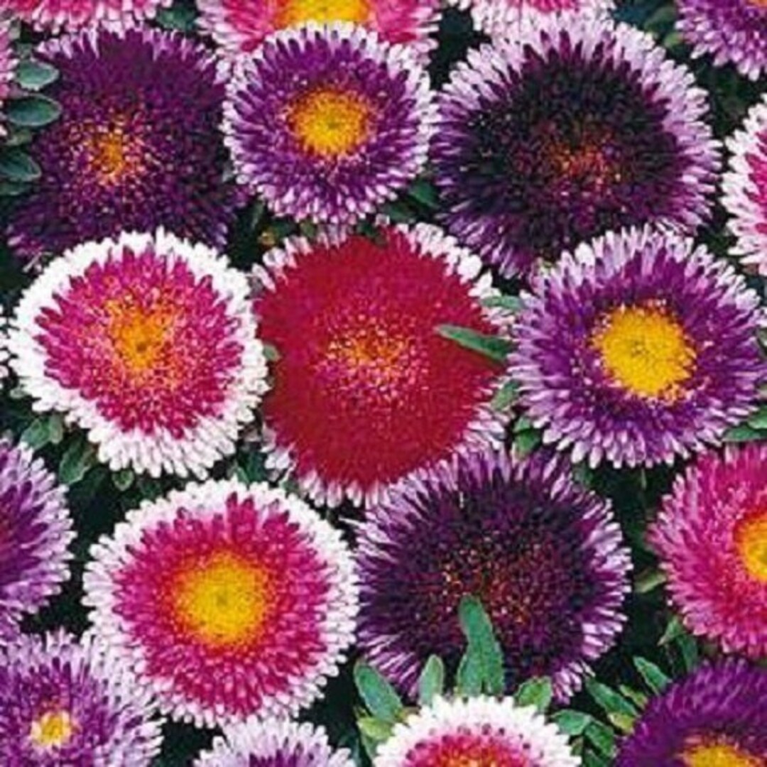 20+ Red Moon-blue Moon Mix Aster / Re-seeding Annual /flower Seeds. - Etsy