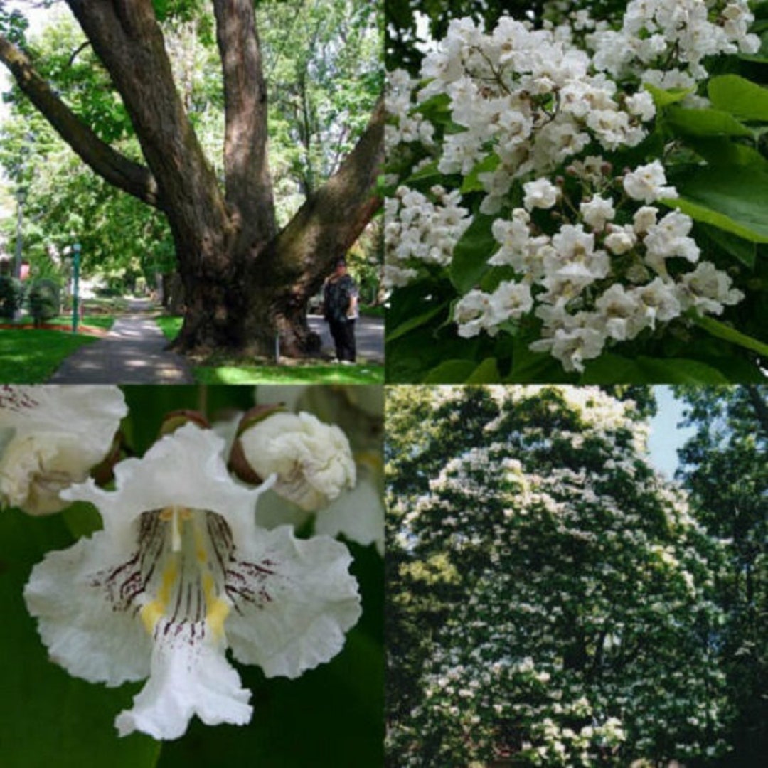30+ Northern Catapula Tree Gorgeous Flowers / Fast Growing / Flower ...