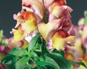 30+ Antirrhinum Montego Sunset Bi-color / Dwaf / Snapdragon / Flower ...