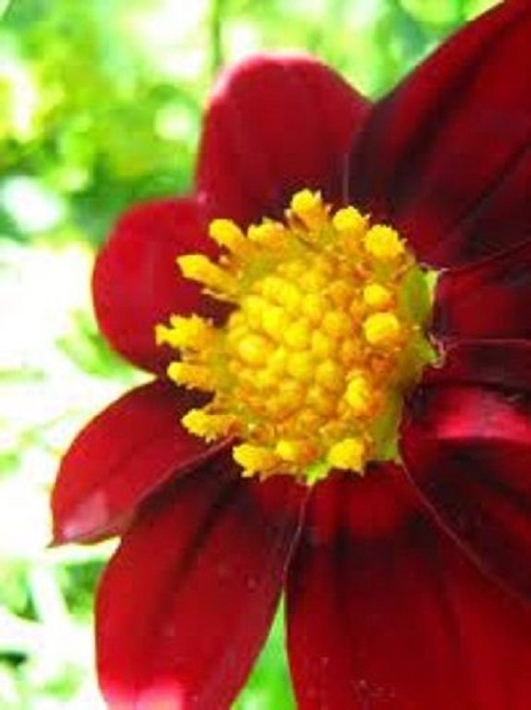 15+ "roxy" Mignon Red Dahlia / Annual / Flower Seeds. - Etsy
