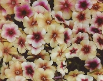 30+ Phlox Cherry Caramel / Perennial / Flower Seeds. - Etsy