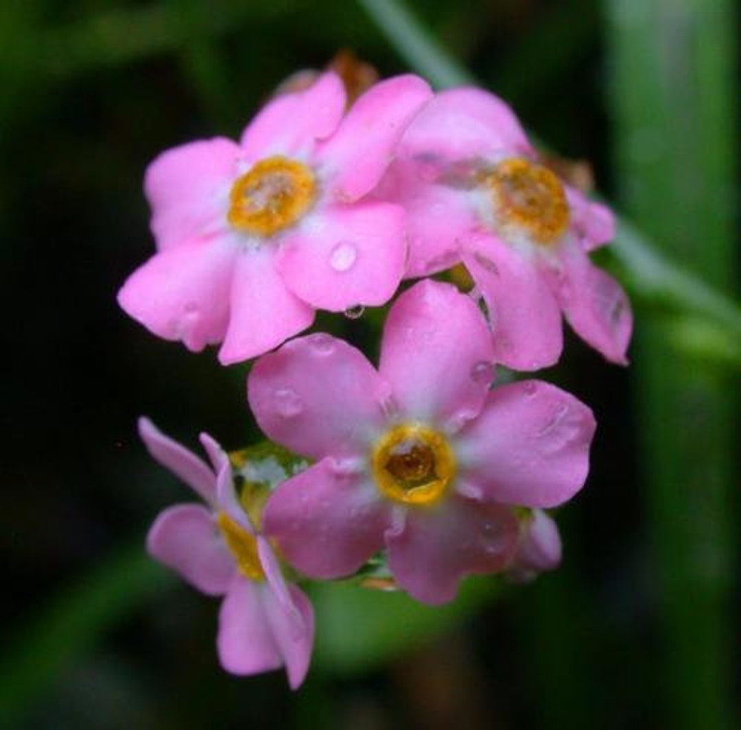 50+ Rose Forget-me-not / Myosotis / Perennial / Flower Seeds. - Etsy