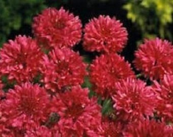 BACHLOR BUTTON RED Flower Seeds. Stunning Bright Red Blooms. 300 Seeds ...
