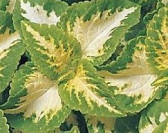 50+ Wizard Red Velvet Coleus / Annual / Flower Seeds. - Etsy
