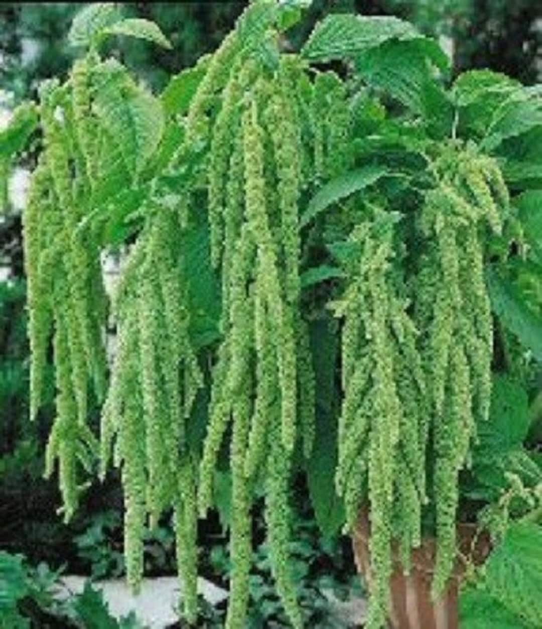 50+ Amaranthus Green Love Lies Bleeding /annual / Flower Seeds. - Etsy