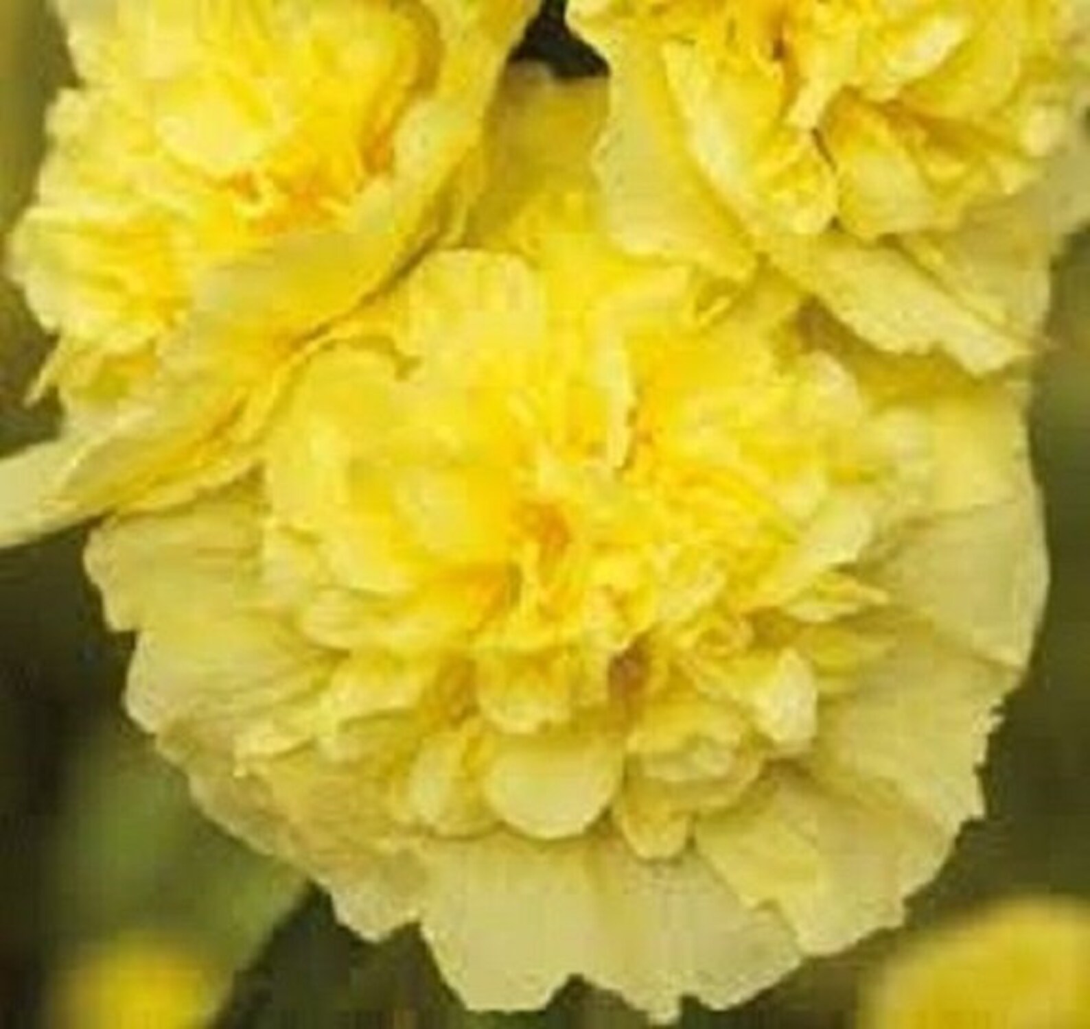30+ Double Golden Yellow Hollyhock / Alcea Rosea / Perennial / Flower ...