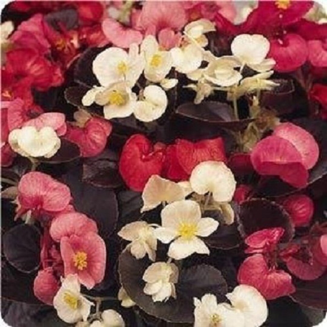 30+ Begonia Night Life Mix / Annual / Flower Seeds. - Etsy