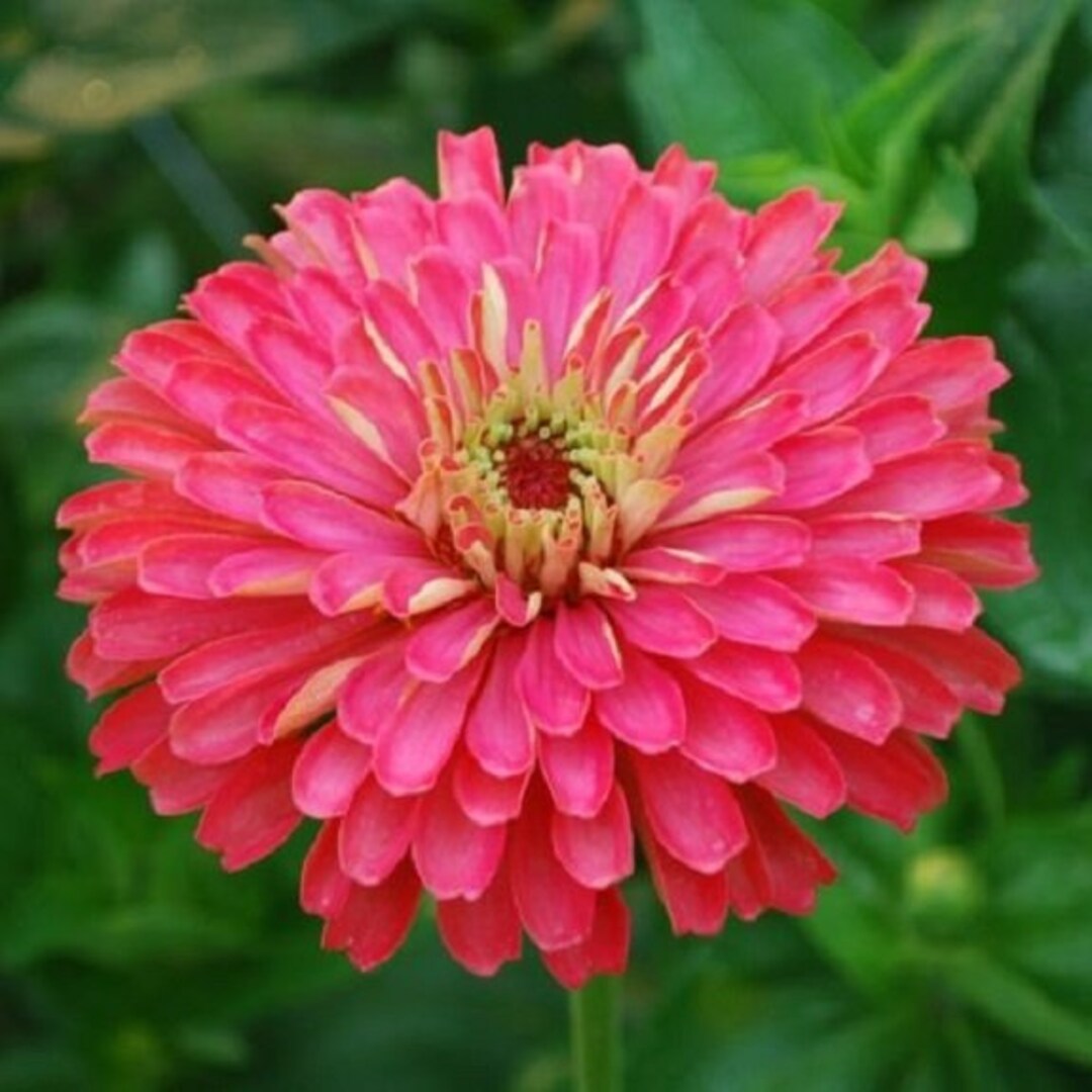 30+ Giant Carmine Rose Zinnia / Annual / Flower Seeds. - Etsy