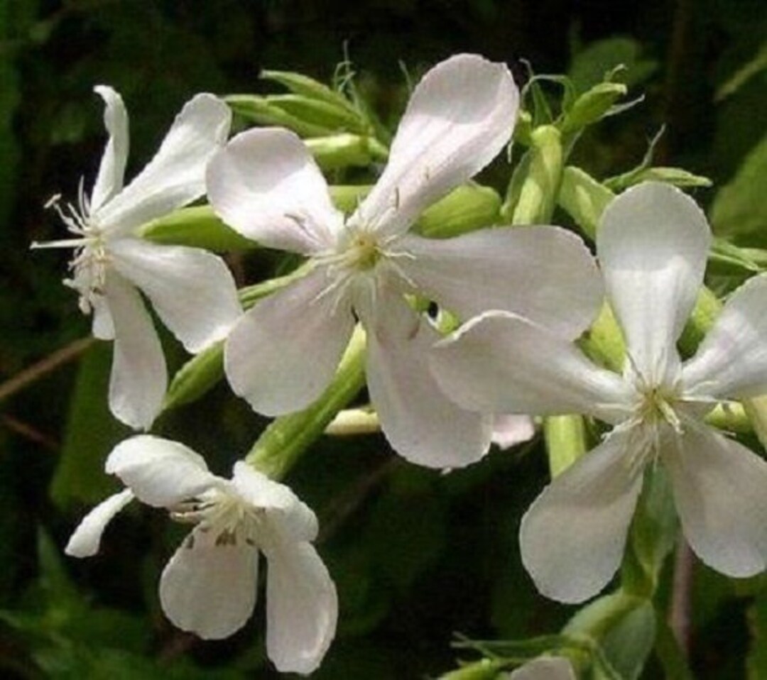 25+ Snow Tip Soap Wort Saponaria / Self-seeding Annual / Flower Seeds ...