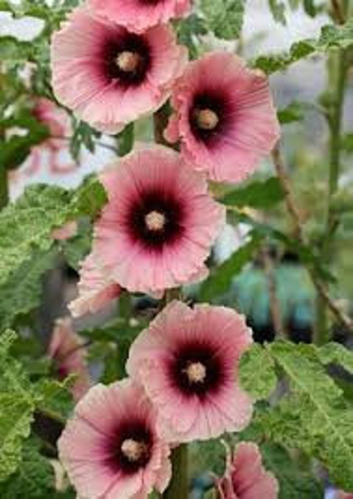 30 Apricot Hollyhock / Alcea Rosea / Perennial / Flower Seeds. - Etsy