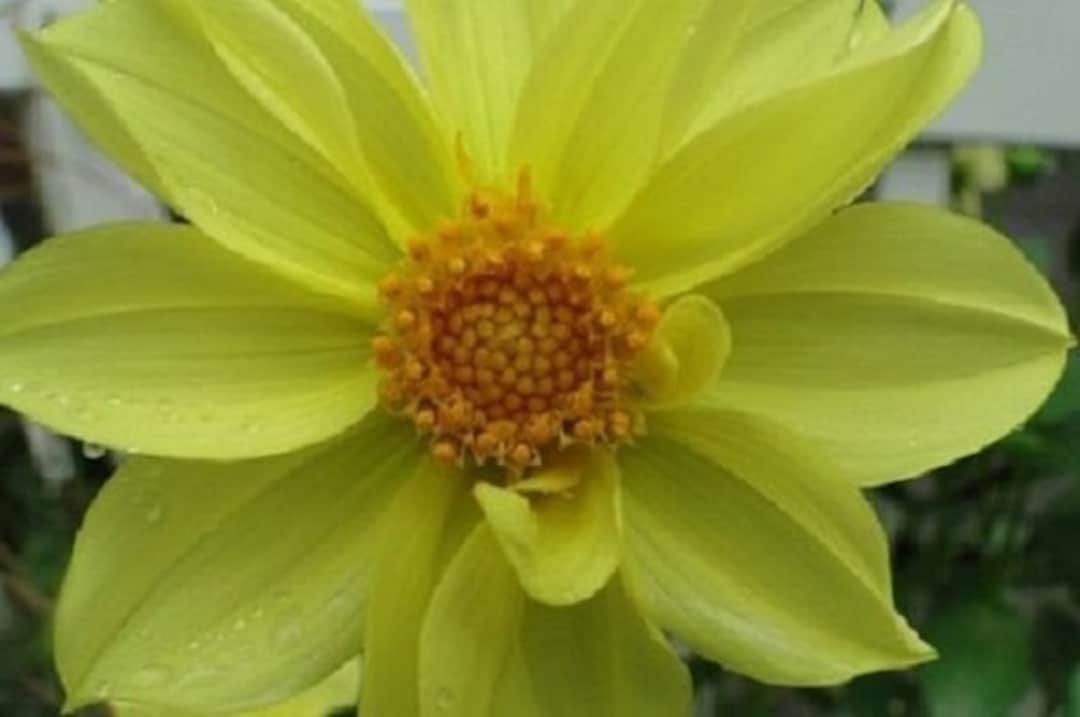 15+ Mignon Yellow Dahlia / Annual / Flower Seeds. - Etsy