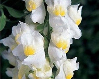 30+ Lemon Sherbert Antirrhinum / Snapdragon / Long-lasting Annual ...