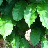 Ewe Akoko ( Yoruba Fertility Leaves), Aduruku Ogirisi-igbo), Newbouldia ...