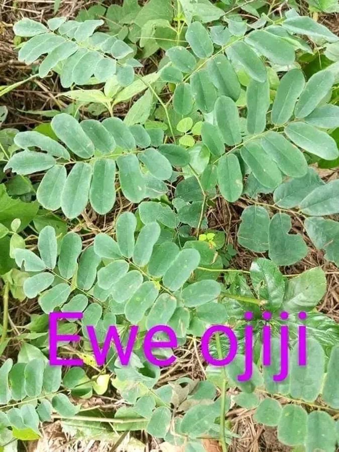 Ewe Ojiji (dalbergia Lactea) DRY LEAVES! - Etsy Canada