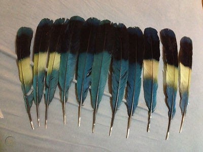 Blue Turaco (iye Agbe) Feathers - Etsy