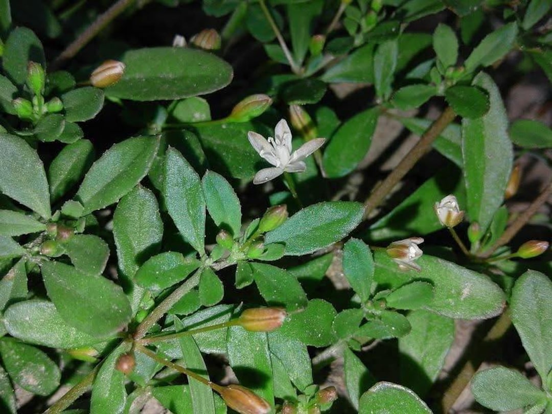 Ewe Awoyoyo/inabo/ite - (glinus Oppositifolius) DRY LEAVES! - Etsy