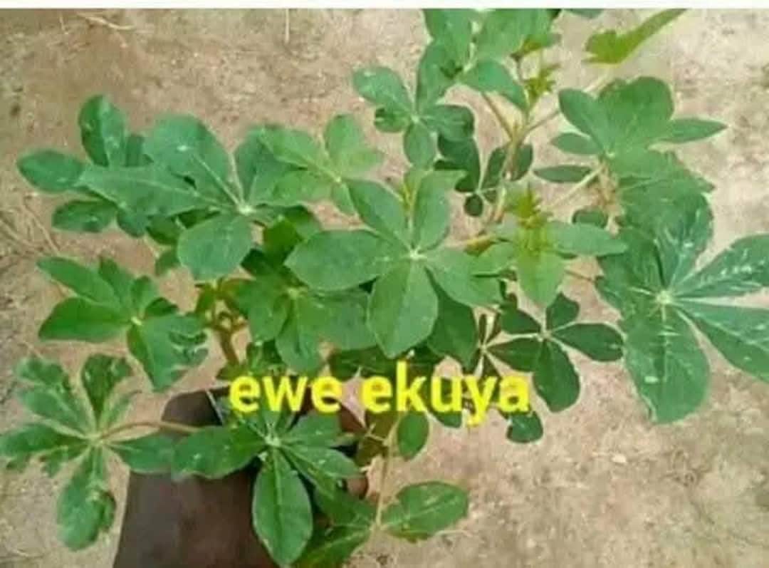 Ewe Ekuya (cleome Gynandra) DRY LEAVES! - Etsy
