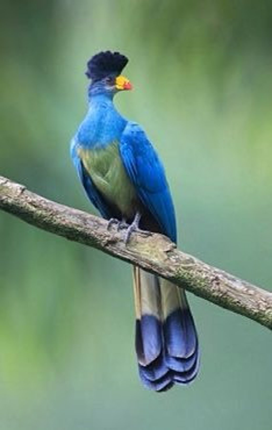 Blue Turaco (iye Agbe) Feathers - Etsy