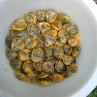 Ataare in Pods or Loose - Etsy