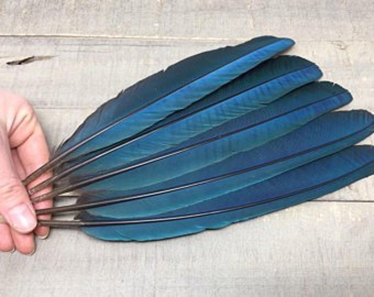 Blue Turaco (iye Agbe) Feathers - Etsy