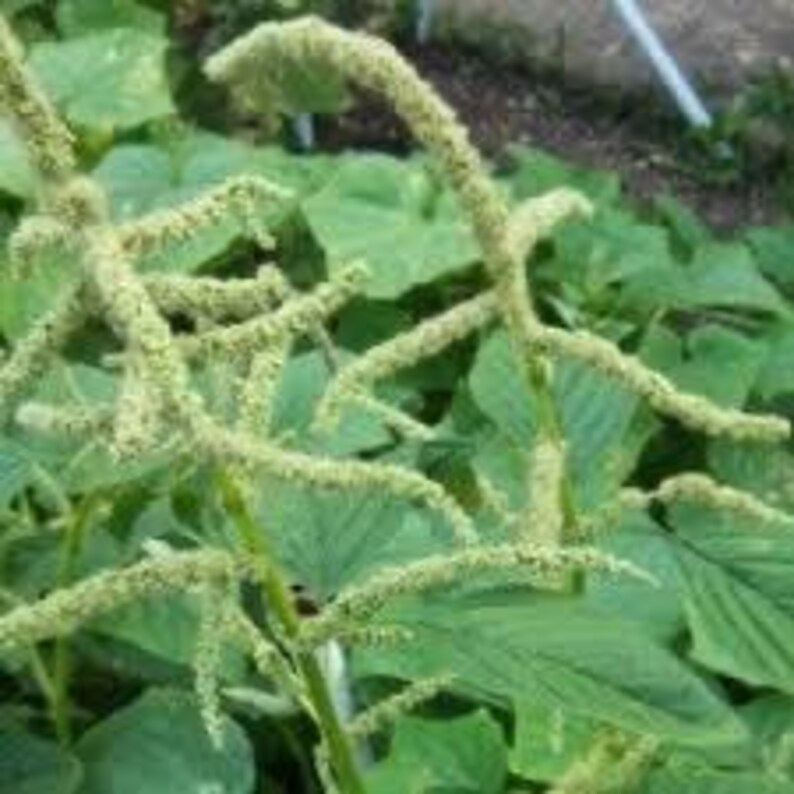 Ewe Tete (amaranthus Viridis) DRY LEAVES! - Etsy