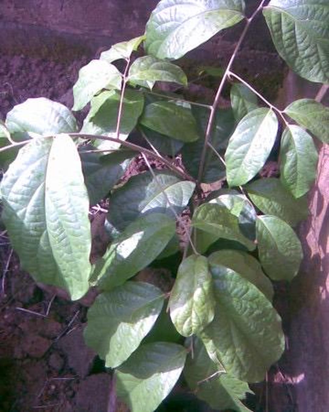 Ewe Gbegbe (icacina Tricantha) DRY LEAVES! - Etsy
