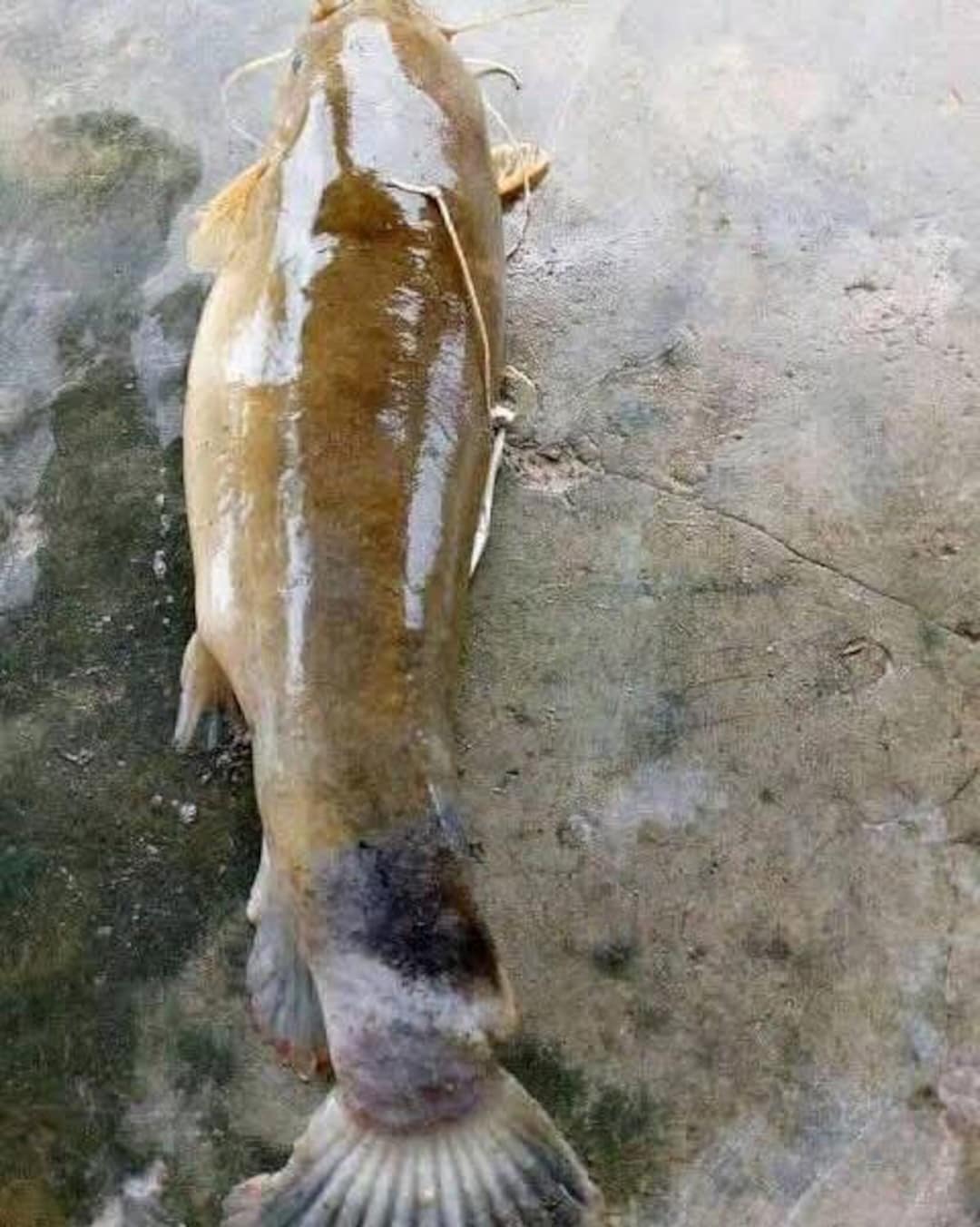 Eja Ojiji (electric Fish) DRIED - Etsy