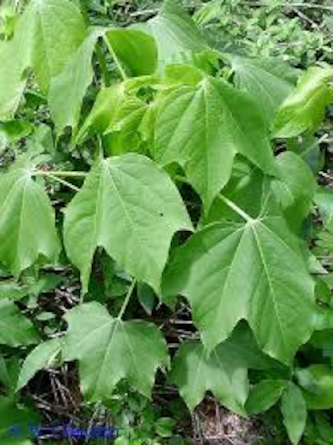 Ewe Iyalode/lapalapa Funfun (jathropha Curcas) DRY LEAVES! - Etsy