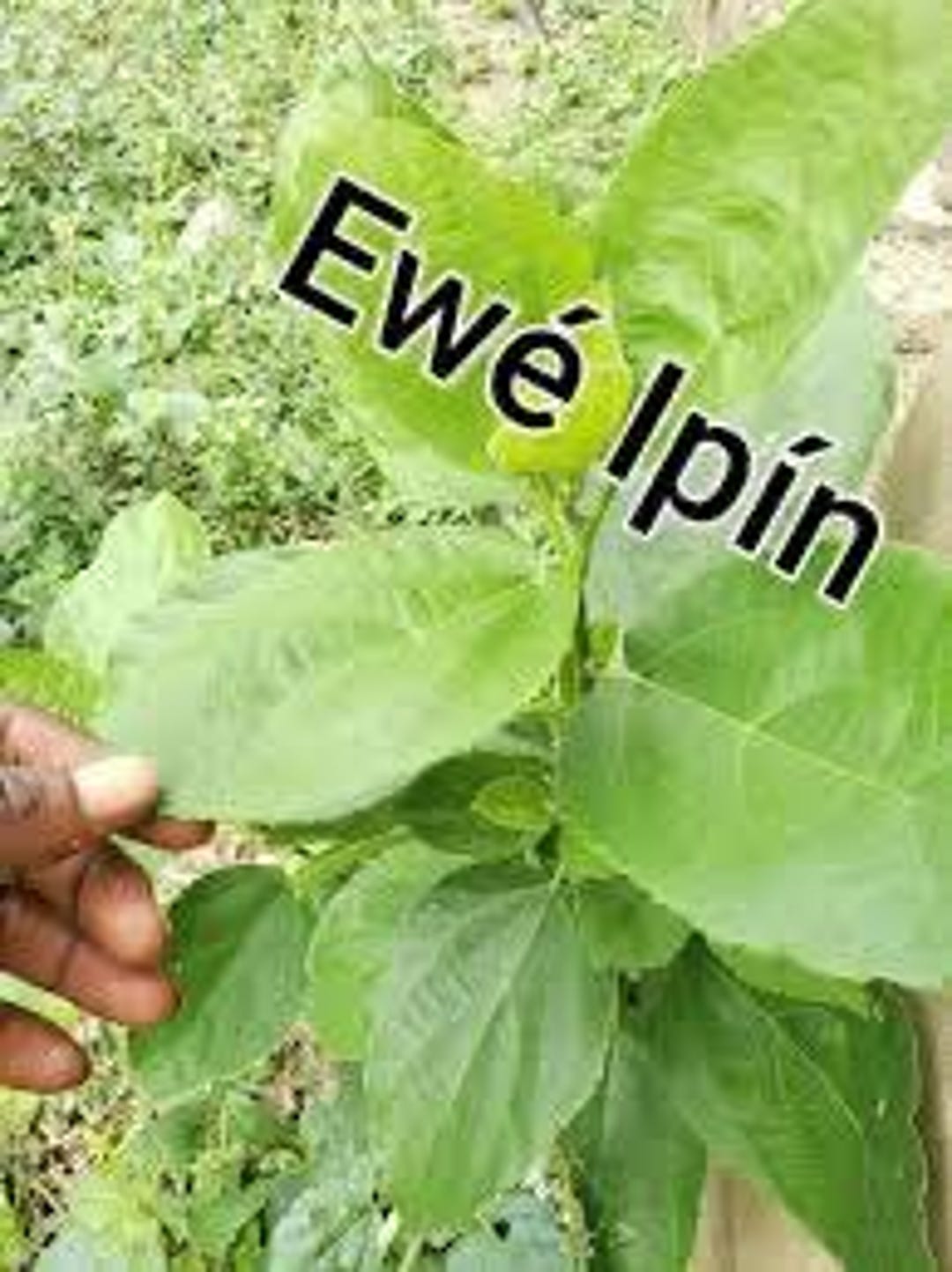 Ewe Ipin/epin (sandpaper Fig) Ficus Exasperata DRY LEAVES! - Etsy