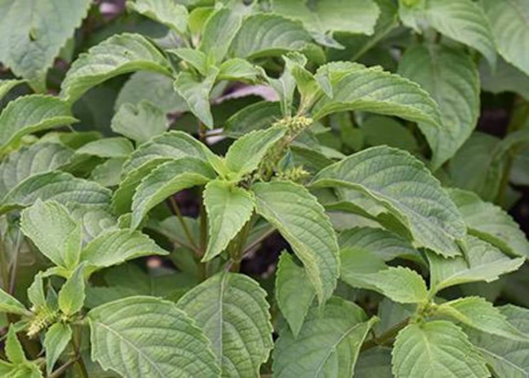 Ewe Efinrin (scent Leaf/african Basil)- Ocimum Gratissimum DRY LEAVES ...