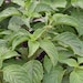 Scent Leaf (efinrin, Nchanwu, Daidoya) - Etsy Canada