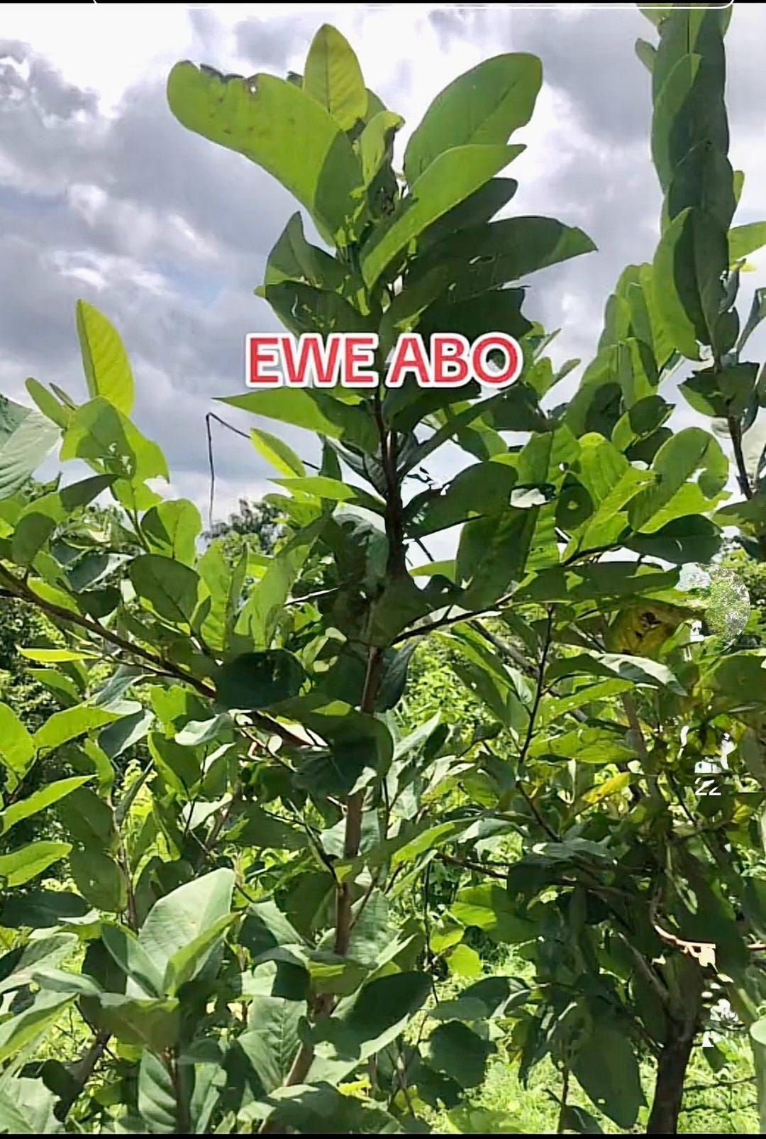 Ewe Abo (annona Senegalensis) DRY LEAVES! - Etsy