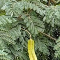 Tetrapleura Tetraptera /prekese / Aidan Tree.-1000g/1kg - Etsy UK