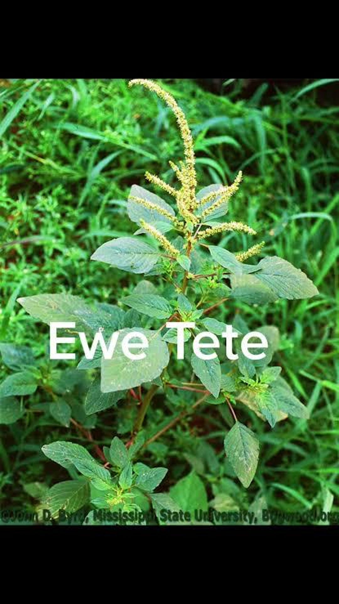 Ewe Tete (amaranthus Viridis) DRY LEAVES! - Etsy