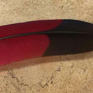 Top Quality Aluko (red Turaco) Feathers. - Etsy