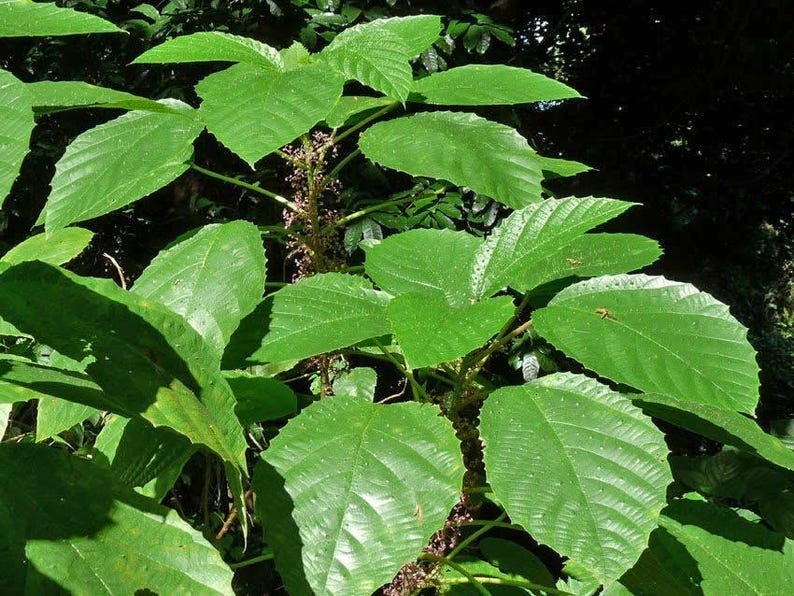 Ewe Esisi (urtica Baccifera) DRY LEAVES! - Etsy