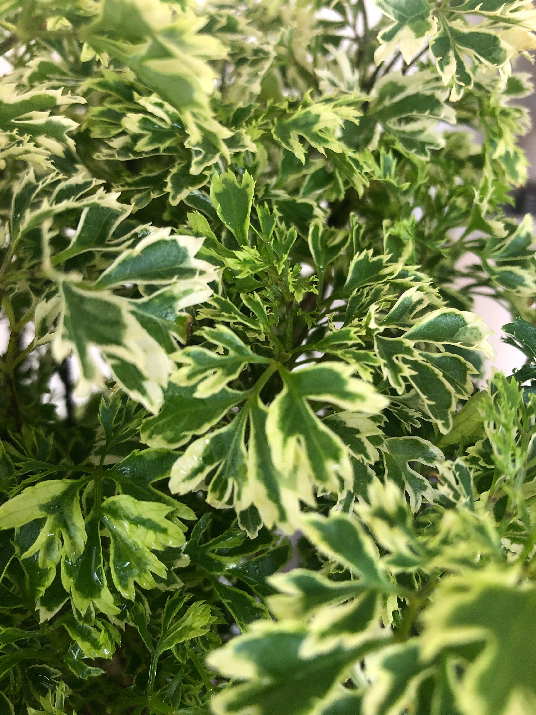 Variegated Ming Aralia Polyscias Fruticosa Variegata Easy Care house ...