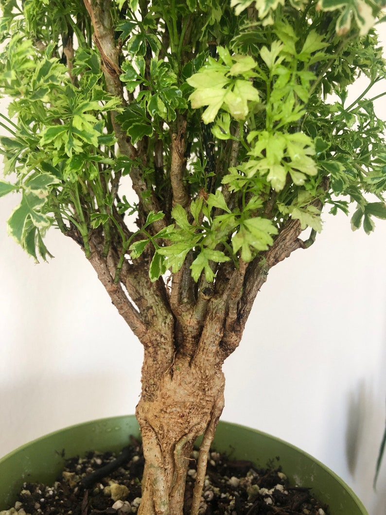 Variegated Ming Aralia Polyscias Fruticosa Variegata Easy Care house ...