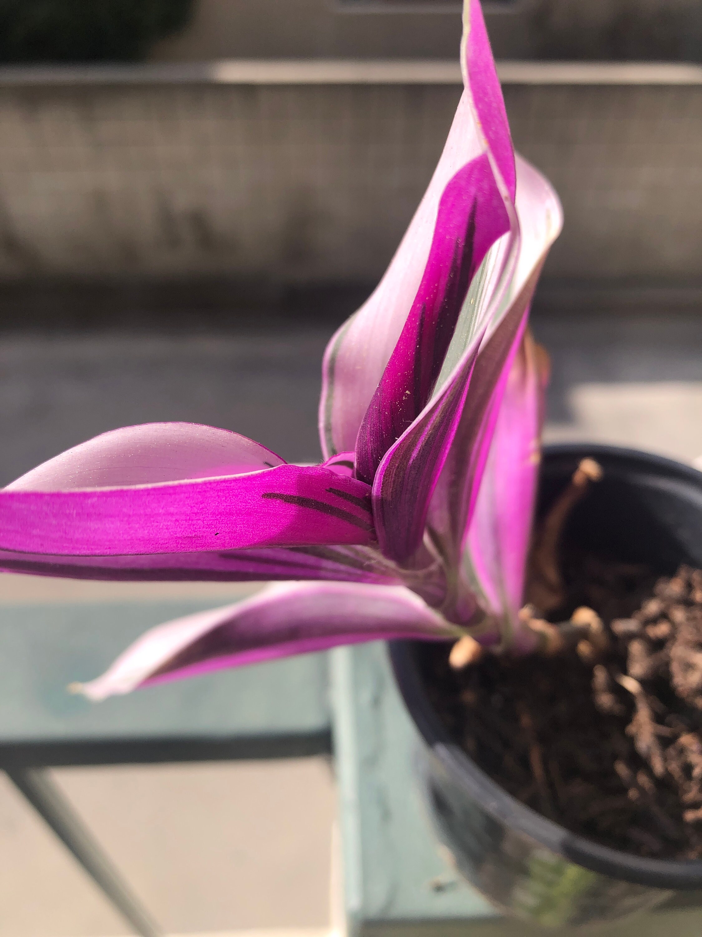 Nanouk Pink Tradescantia Bubblegum - Etsy