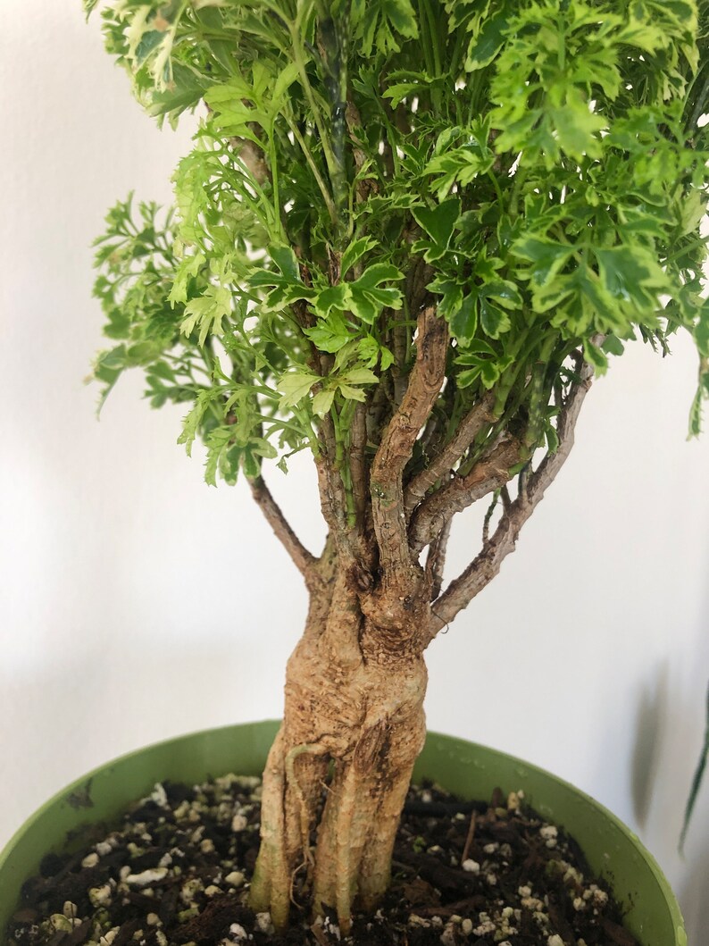 Variegated Ming Aralia Polyscias Fruticosa Variegata Easy Care house ...