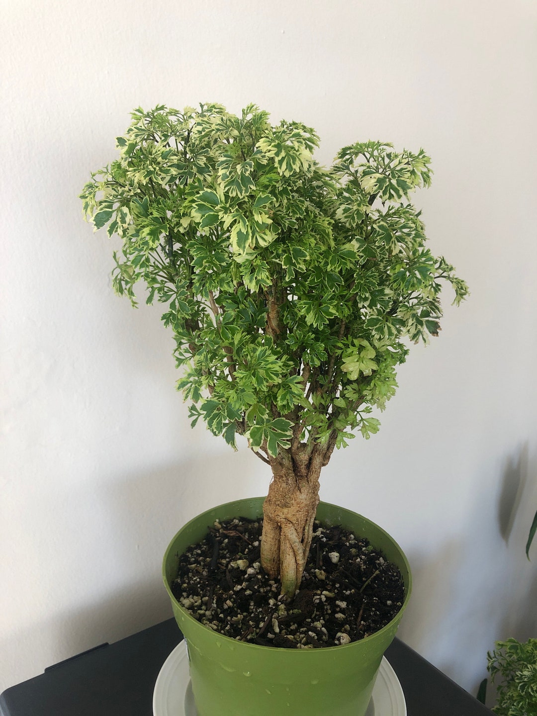 Variegated Ming Aralia Polyscias Fruticosa Variegata Easy Care house ...