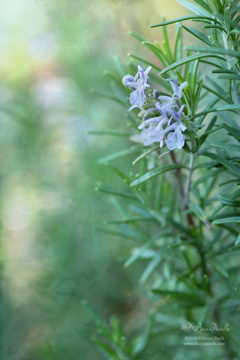 Afternoon Tea Photoshop Texture Set, Photoshop Overlays, Digital ...