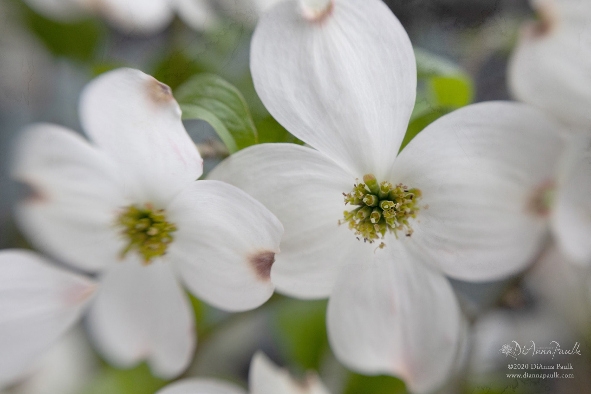 Afternoon Tea Photoshop Texture Set, Photoshop Overlays, Digital ...