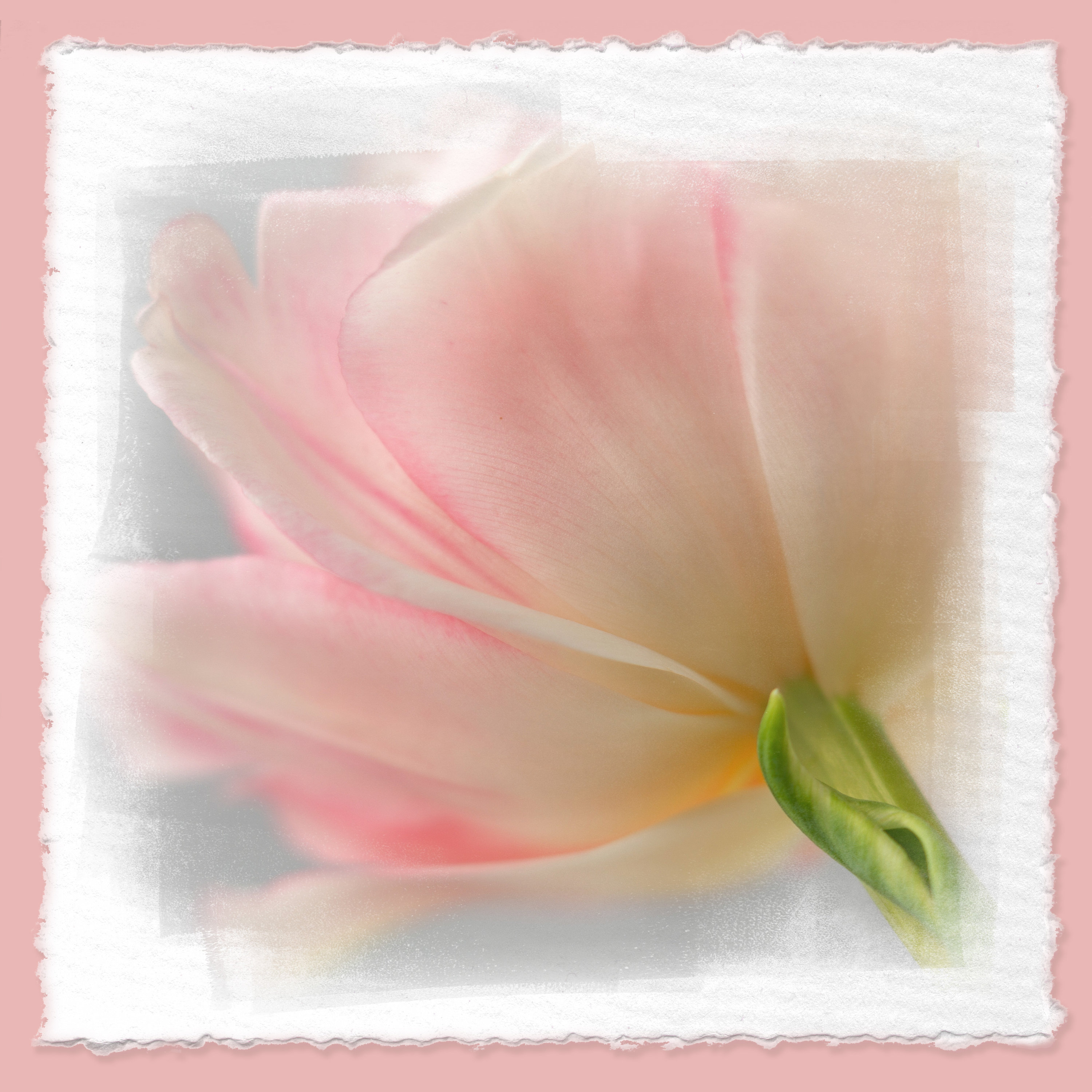 Torn Edges Texture and Masking Set for Photographers Using Photoshop - Etsy