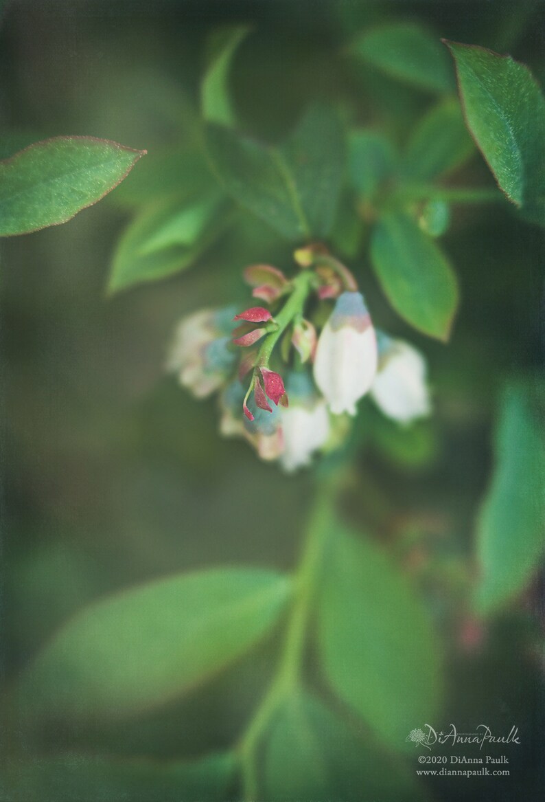 Afternoon Tea Photoshop Texture Set, Photoshop Overlays, Digital ...