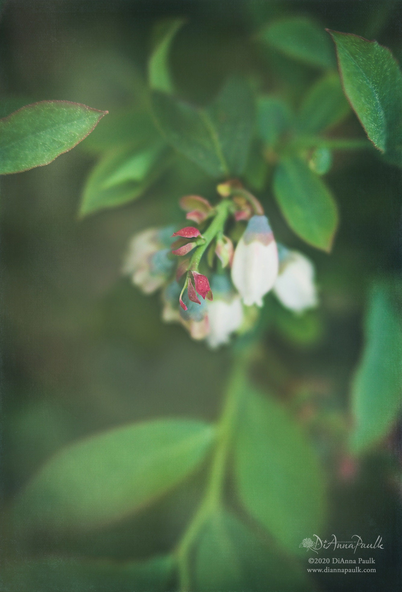 Afternoon Tea Photoshop Texture Set: Bokeh Photography Overlays ...