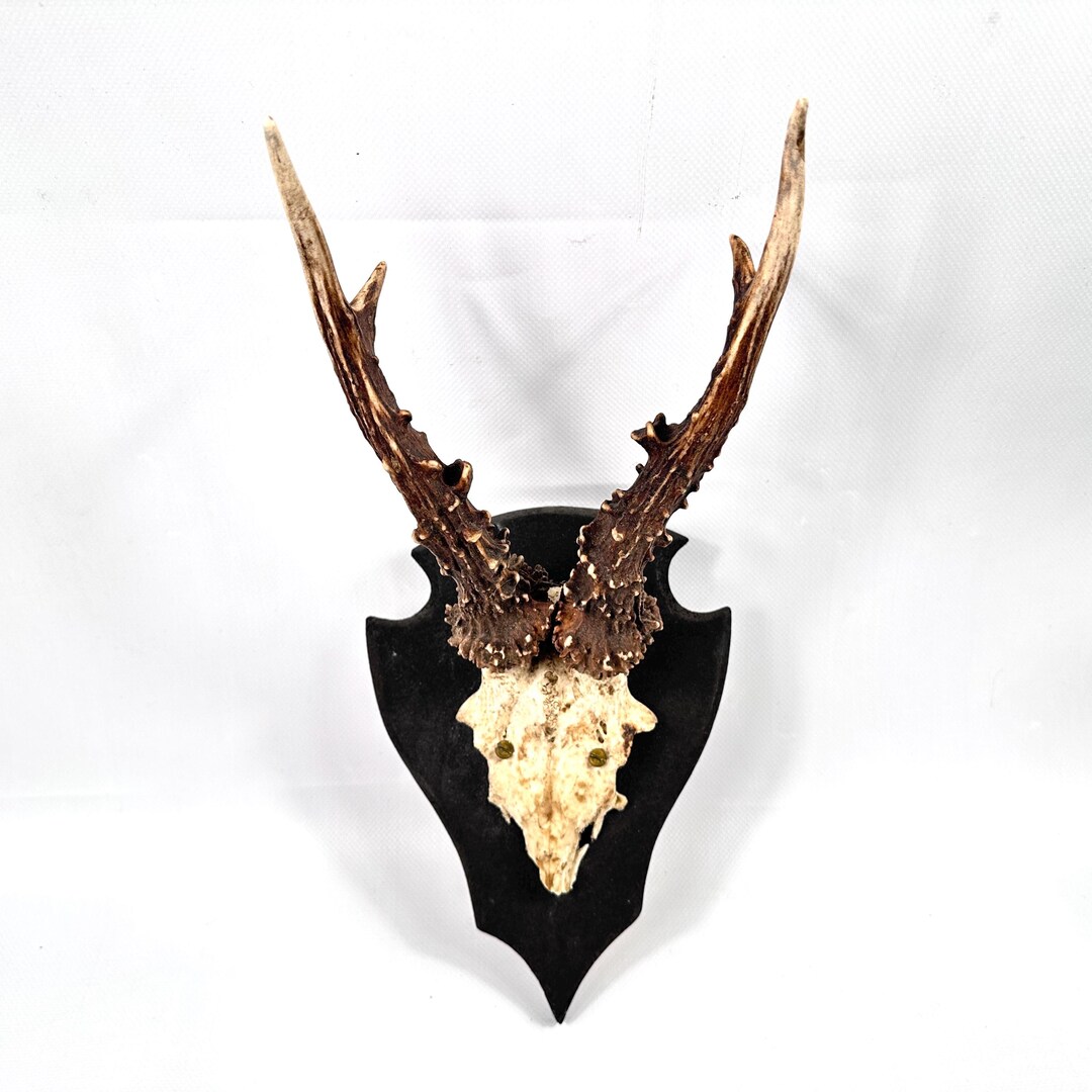 Roebuck Antlers, Deer Wall Mount, 1970s Hunting Decor - Etsy