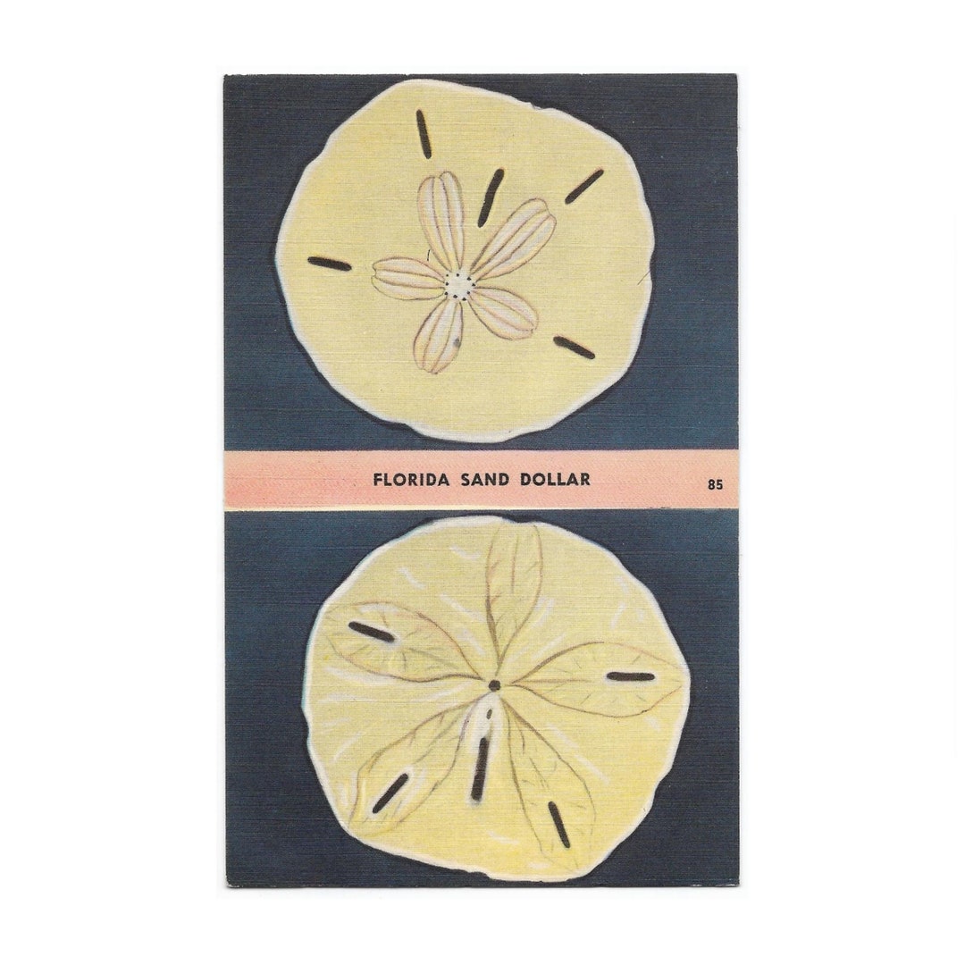 Sand Dollar or Holy Ghost Shell From the Florida Beaches 1930s Linen ...