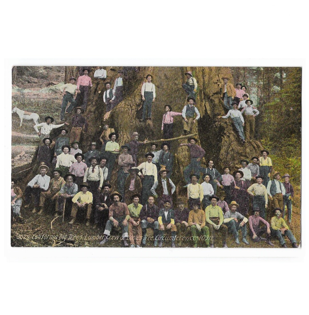 Boole Tree Giant Sequoia National Monument Fresno California - Etsy