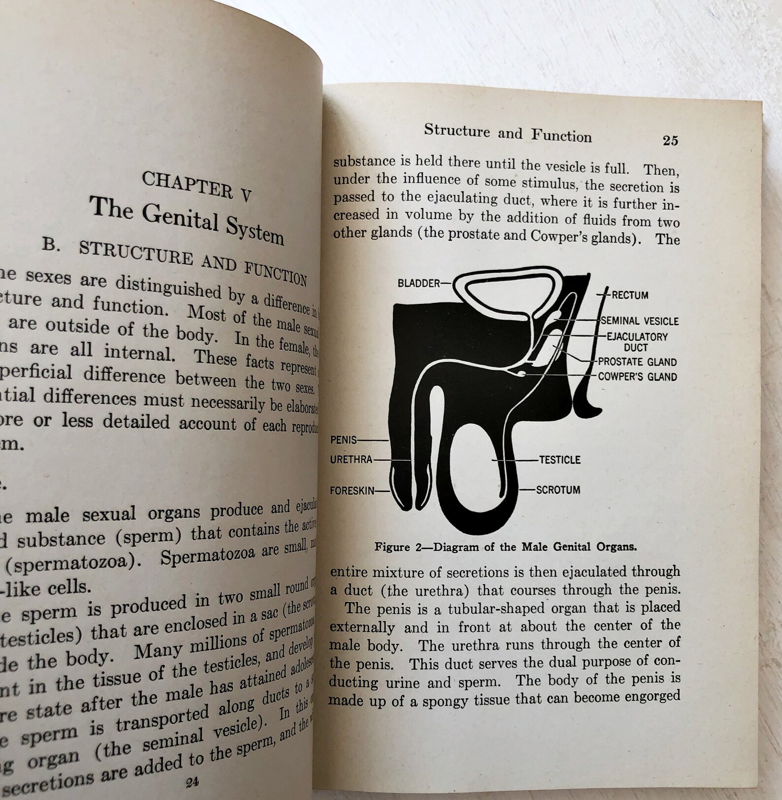 Sex Education Book 1944 Health Guides and Guards Syphilis - Etsy